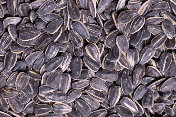 Wild Ranch Seeds (5oz) – Jumbo Sunflower Seeds